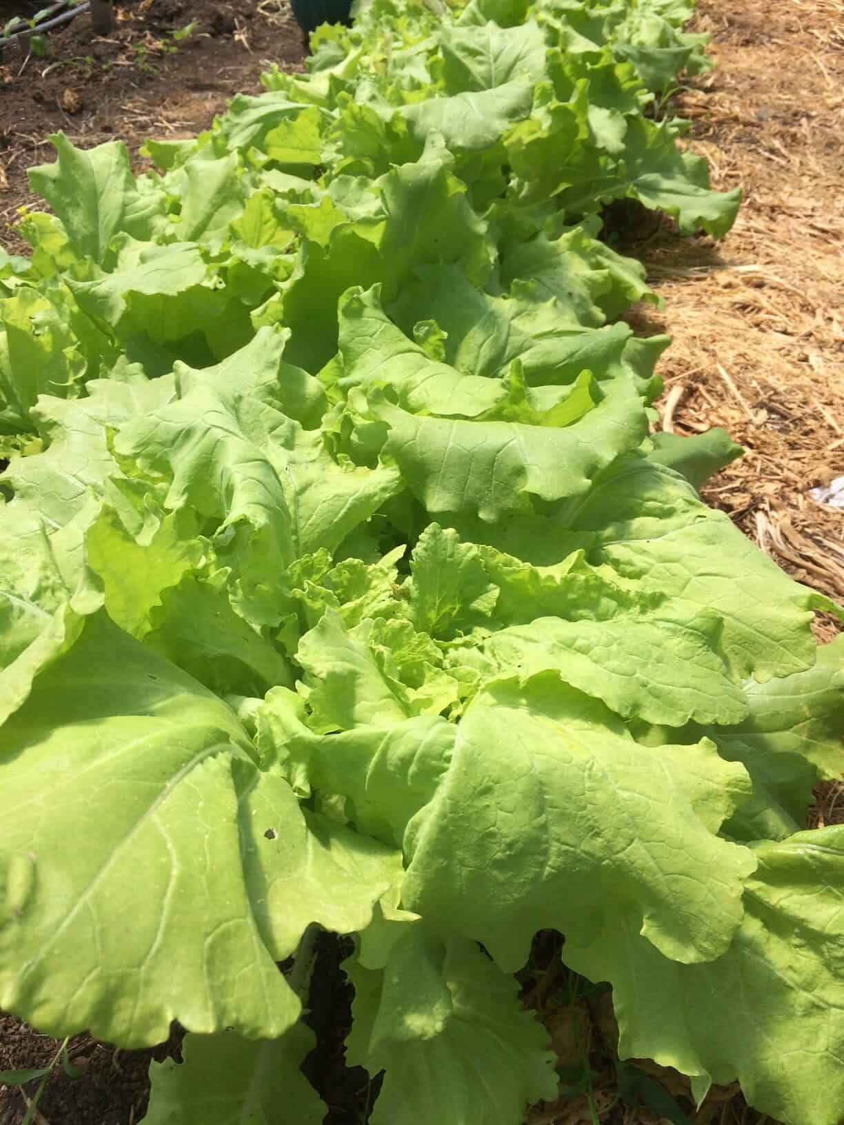 This week's produce - Hopestill Farm